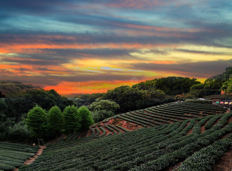 Tea Plantation Landscape Sunset, Taiwan Stock Image - Image of china ...