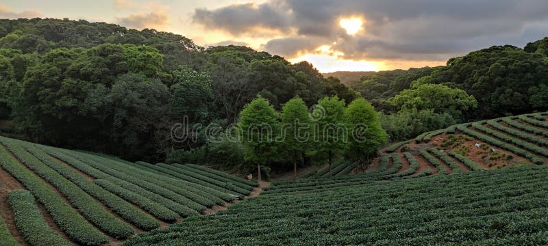 Tea Plantation Landscape Sunset, Taiwan Stock Image - Image of leaf ...