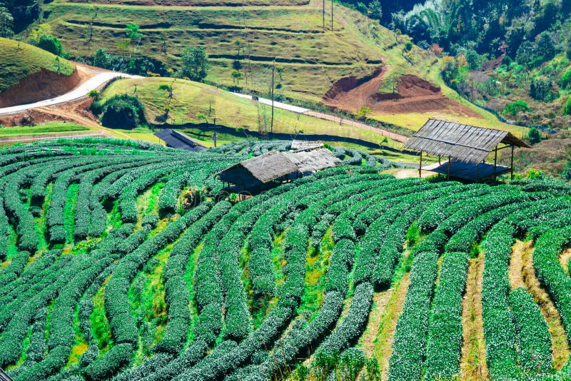 Tea plantation landscape stock photo. Image of landscape - 68108750