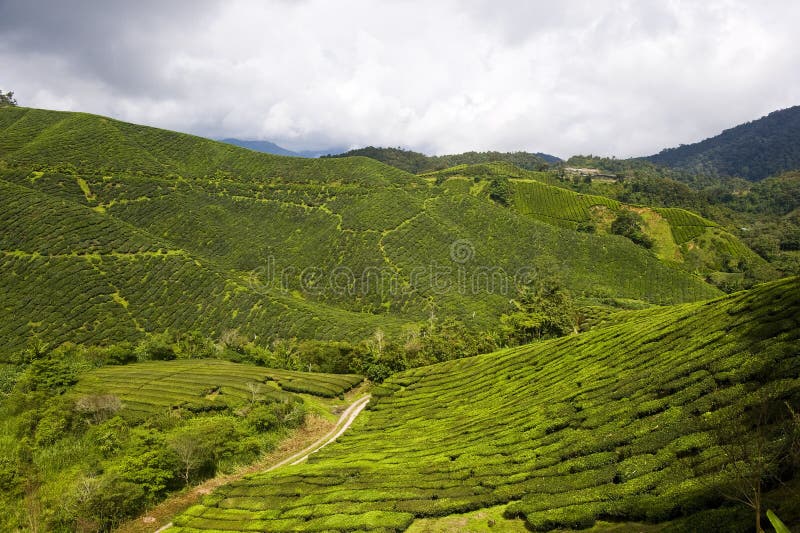 Tea Plantation in Malaysia stock photo. Image of leisure - 14264342