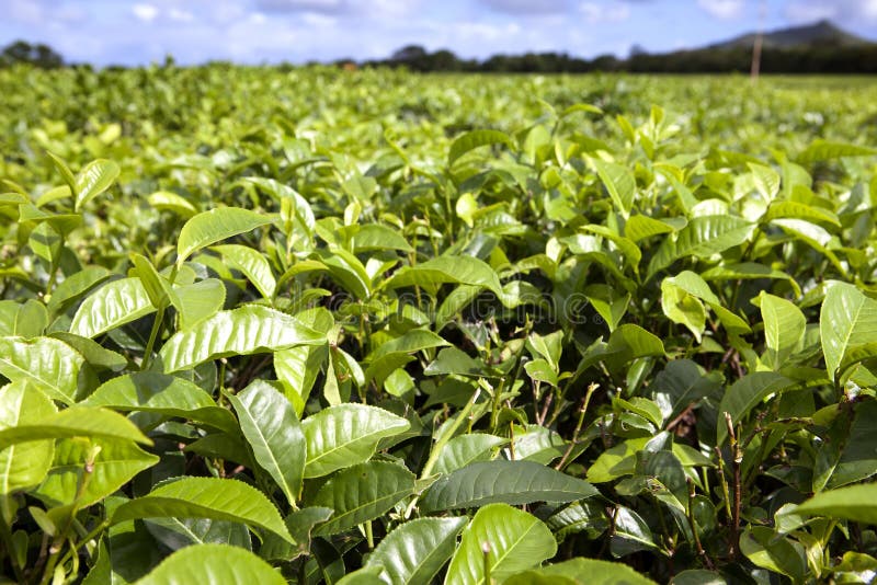 Tea plantation. Mauritius stock photo. Image of cultivation - 41236022