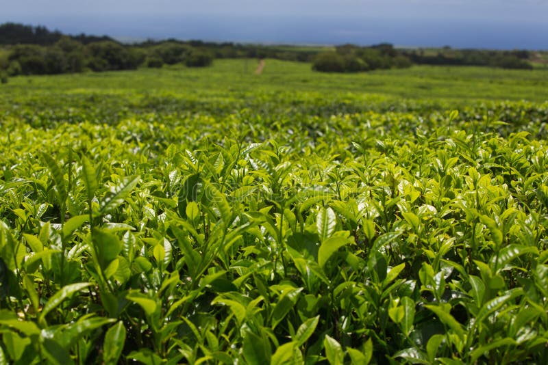 Tea plantation, Mauritius stock photo. Image of green - 84510724