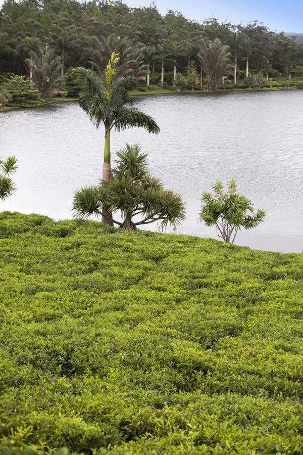 Tea plantation . Mauritius stock image. Image of exotic - 69678061