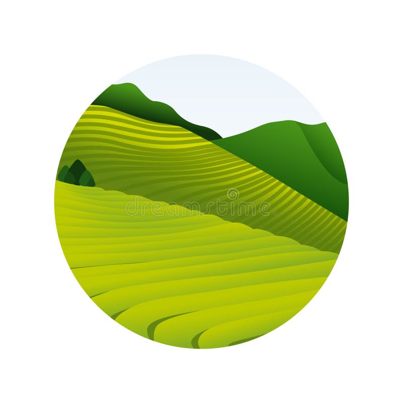 Tea Plantation in Morning View. Green Hill Stock Vector - Illustration ...