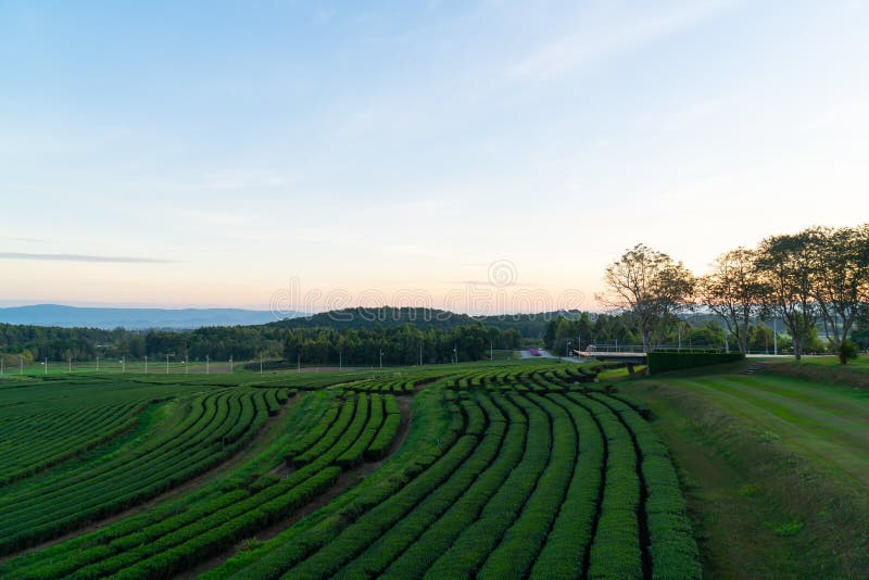 Tea Plantation on Mountain in Morning Stock Image - Image of green ...