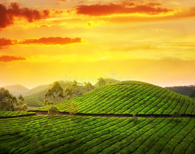Tea Plantation In Munnar Stock Photo - Image: 24439870