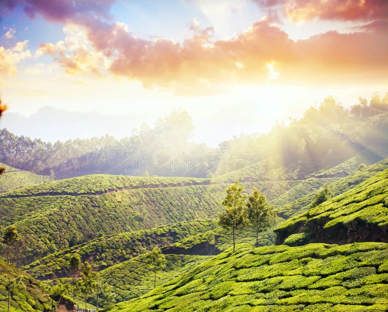 Tea plantation in Munnar stock photo. Image of cloud - 24439870