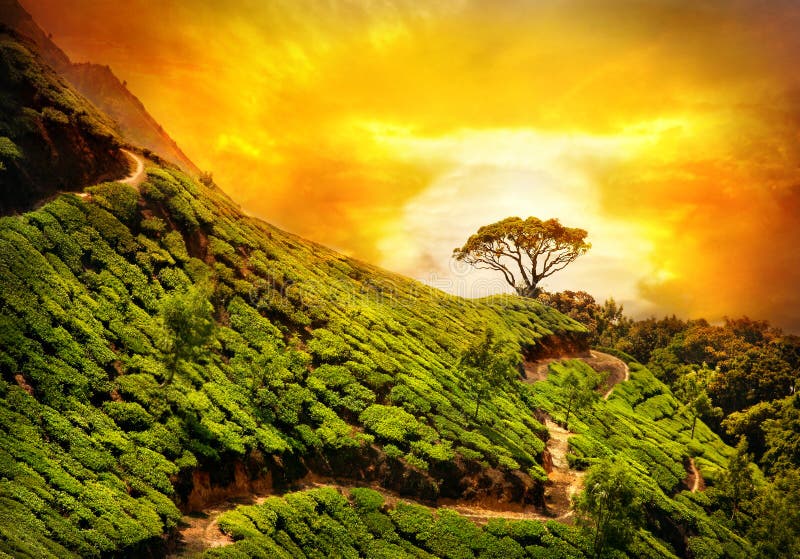 Tea plantation in Munnar stock photo. Image of cloud - 24439870