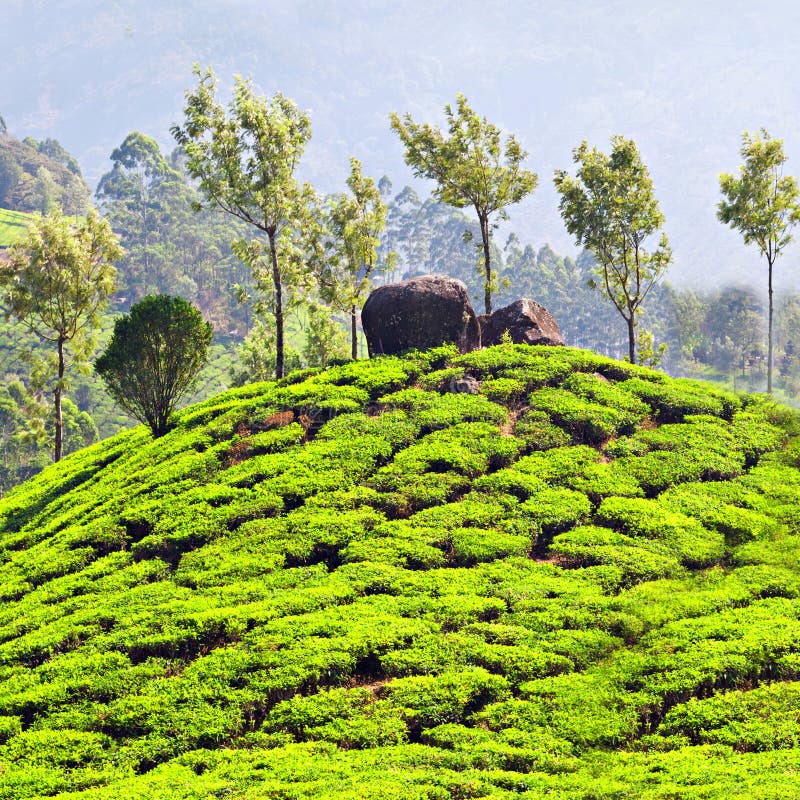 Tea plantation stock image. Image of indian, high, field - 99252181