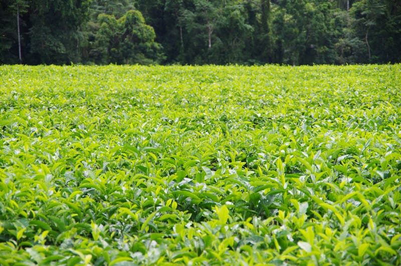Rainforest Tea Plantation stock image. Image of nature - 39025135