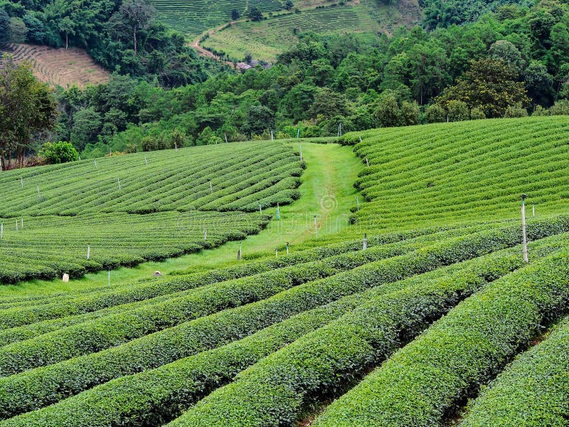 Tea Plantation in the Northern of Thailand Stock Image - Image of asia ...