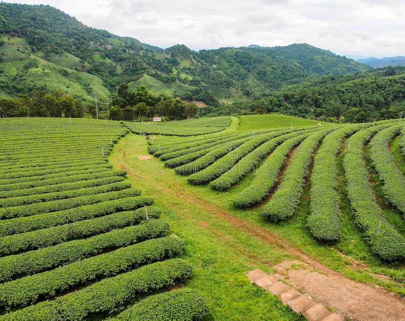 Tea Plantation in the Northern of Thailand Stock Image - Image of rural ...