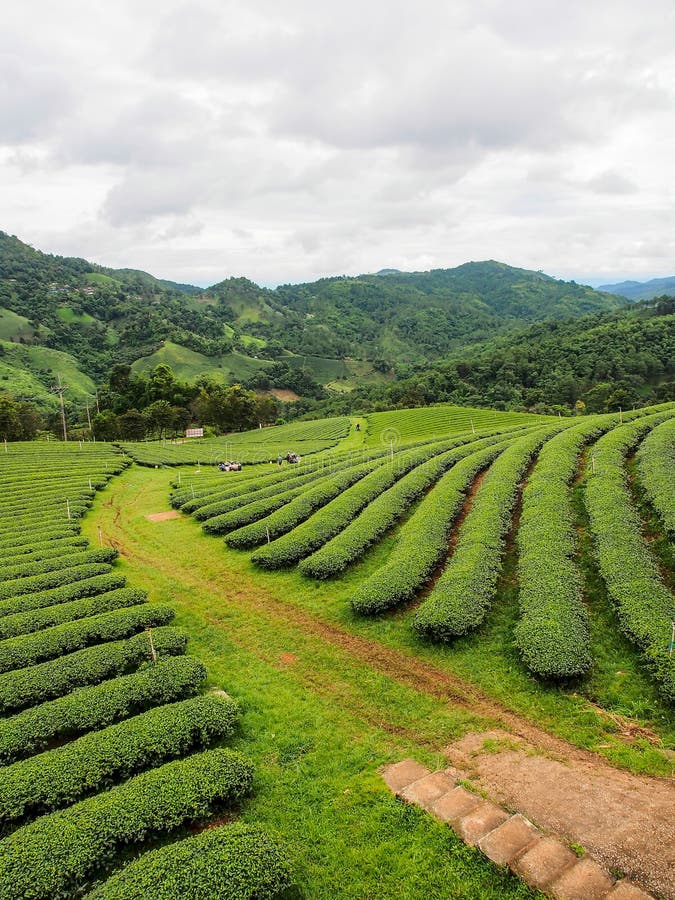 Tea Plantation in the Northern of Thailand Stock Image - Image of plant ...