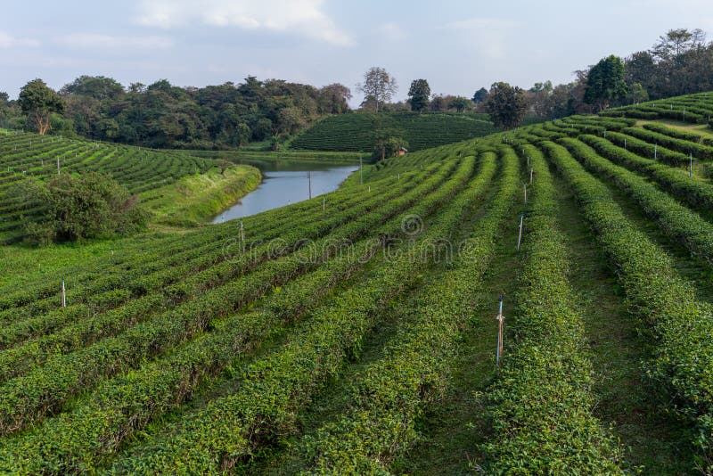 Tea Plantation in Northern of Thailand Stock Image - Image of crops ...