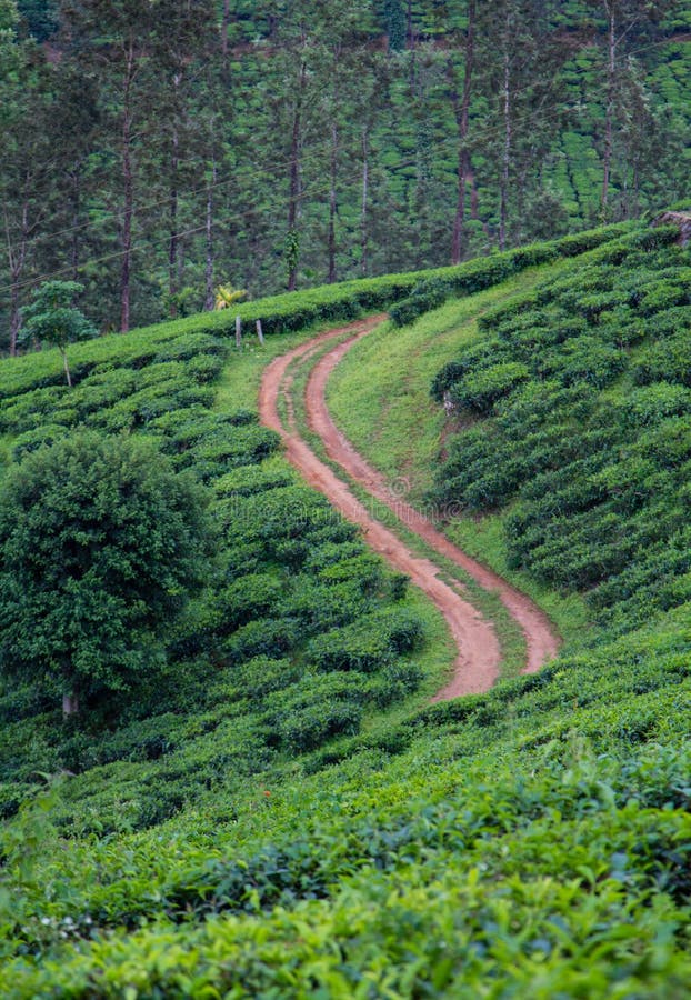 Wayanad tea plantation stock photo. Image of indian, mist - 75645582