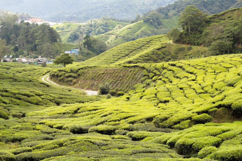 Assam tea plantation stock image. Image of plantation - 78977577