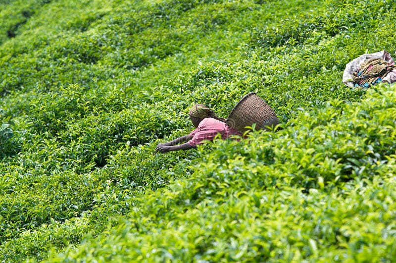 Tea plantation in Rwanda editorial photography. Image of ingredient ...