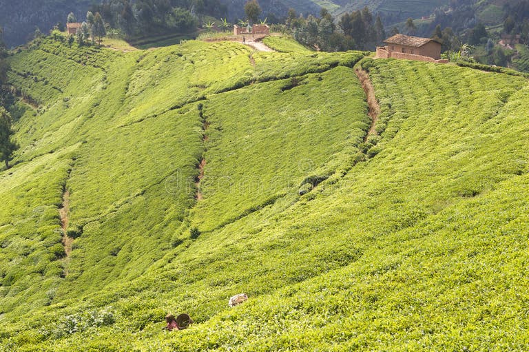 Tea Plantation Congo Stock Photos - Free & Royalty-Free Stock Photos ...