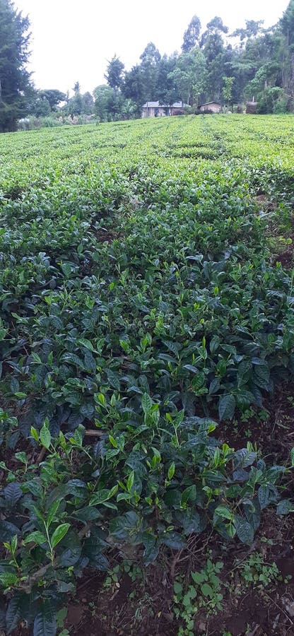 Tea Plantation on Some Parts of Nandi Stock Photo - Image of plantation ...