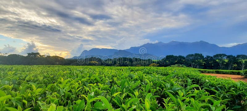 Tea Plantation in Southern Malawi Stock Image - Image of large, safari ...