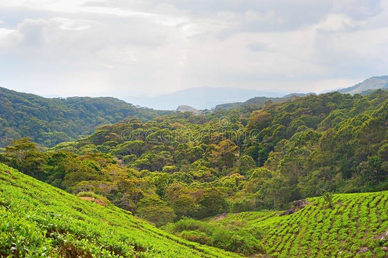 Tea plantation, Sri Lanka stock image. Image of farmland - 56407271