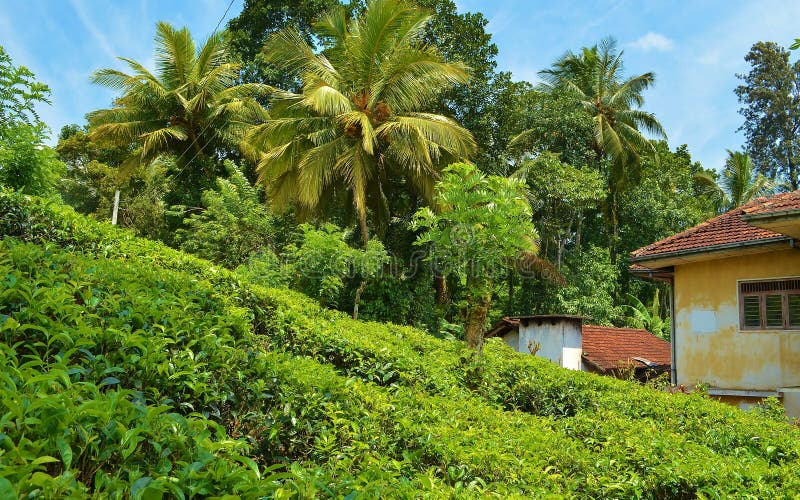 840 Sri Lanka Tea Plantation House Stock Photos - Free & Royalty-Free ...
