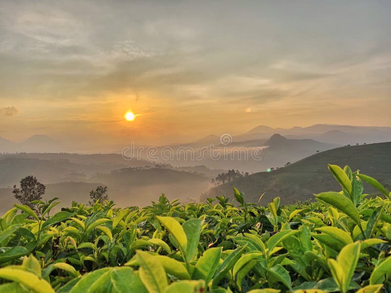 Tea plantation at sunrise stock image. Image of view - 132725851