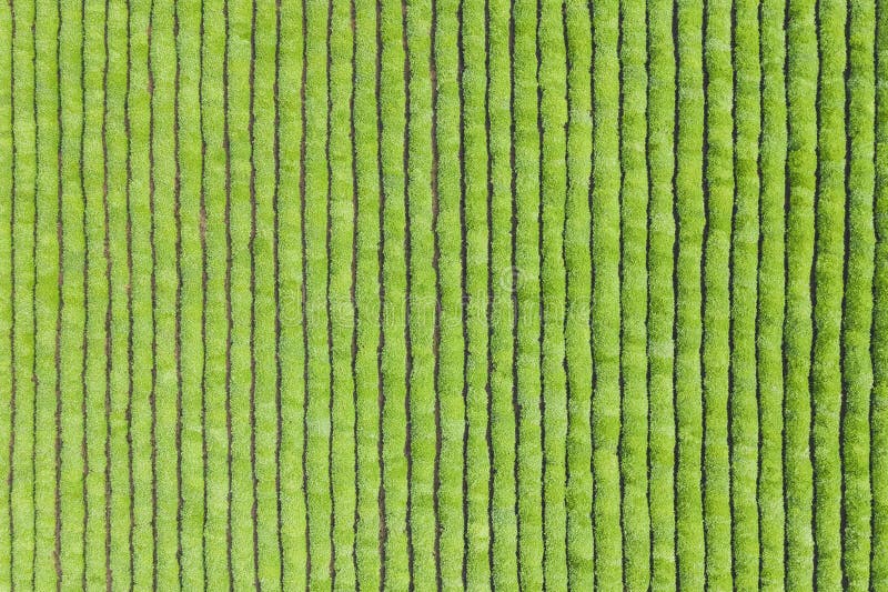 Tea plantation texture stock image. Image of farmland - 235909789