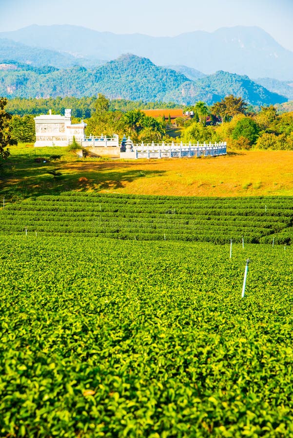 Tea Plantation in Thai stock photo. Image of plantation - 247247198