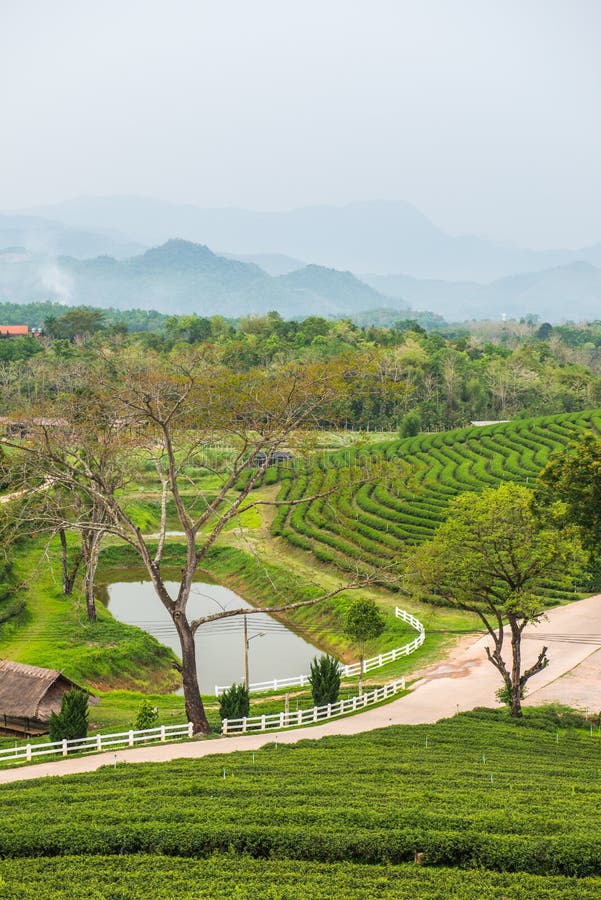 Tea plantation in Thai stock photo. Image of agriculture - 214869280