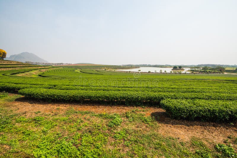 Tea Plantation in Thai stock image. Image of nature - 215128251