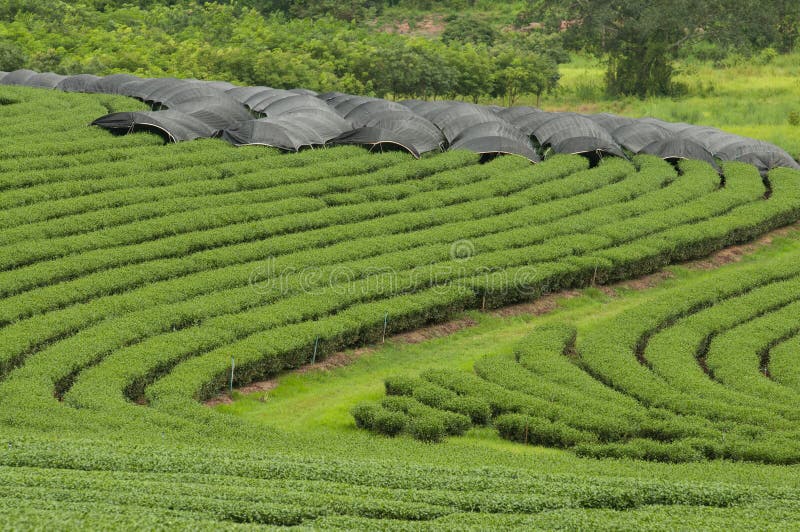 Tea Plantation,Thailand stock photo. Image of cameron - 61612942