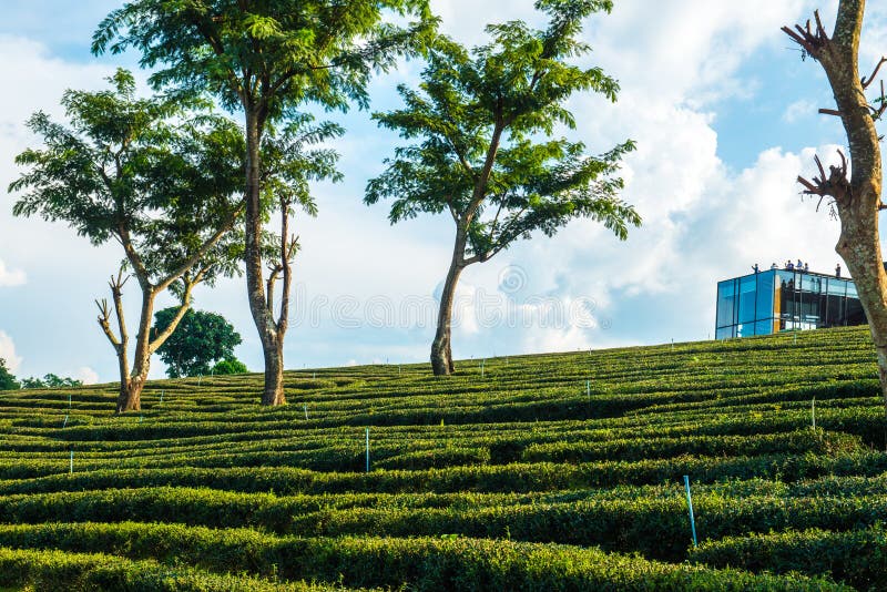 Tea Plantation with Tree in Thai Stock Image - Image of fresh, climate ...