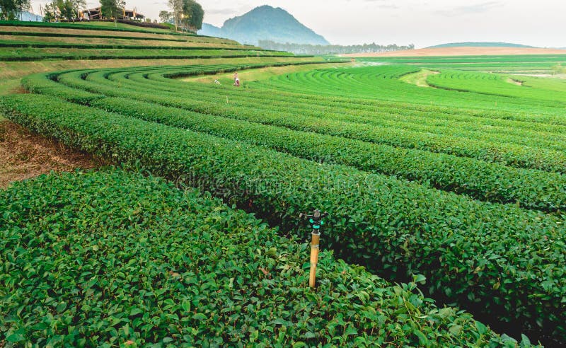 Tea plantation stock photo. Image of outdoor, asian, park - 65155862