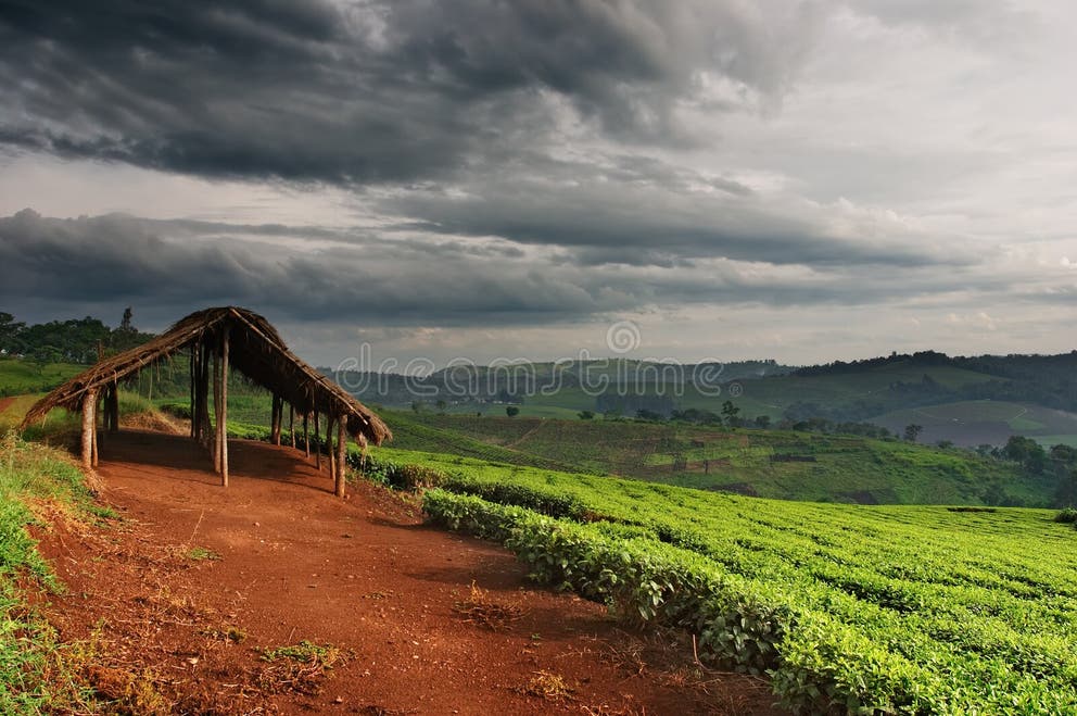 Tea plantation in Uganda stock image. Image of highlands - 2612405