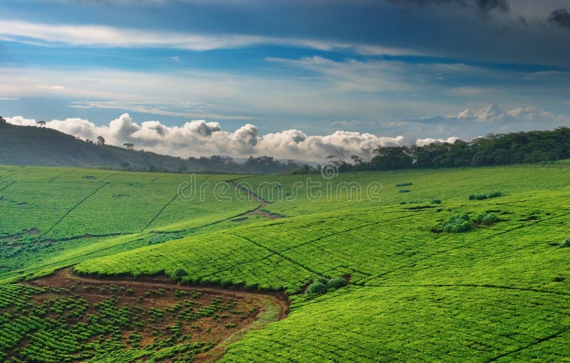 Tea plantation in Uganda stock photo. Image of flora, grass - 3678046