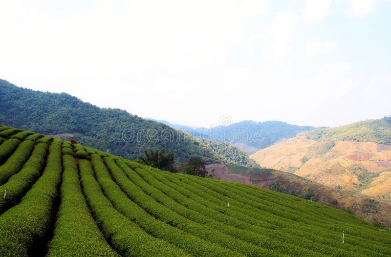 Tea plantation view stock image. Image of meadow, estate - 90733313