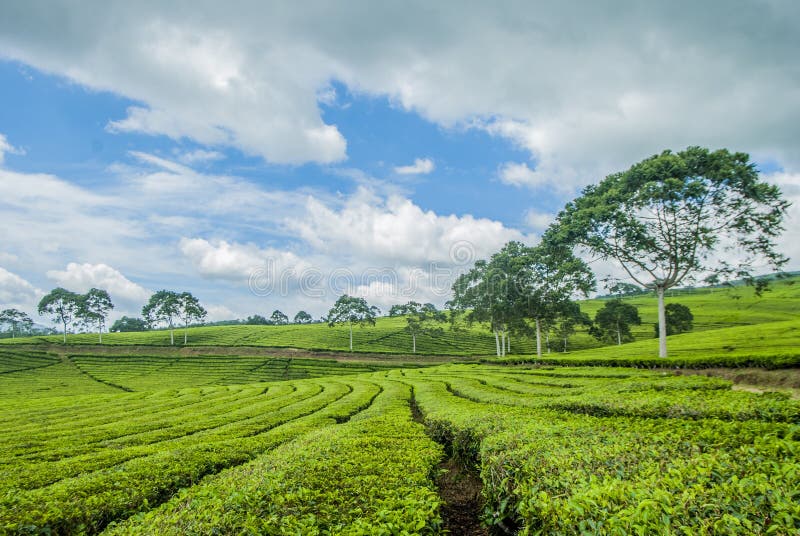 Tea plantation stock photo. Image of plant, botani, cane - 89038254