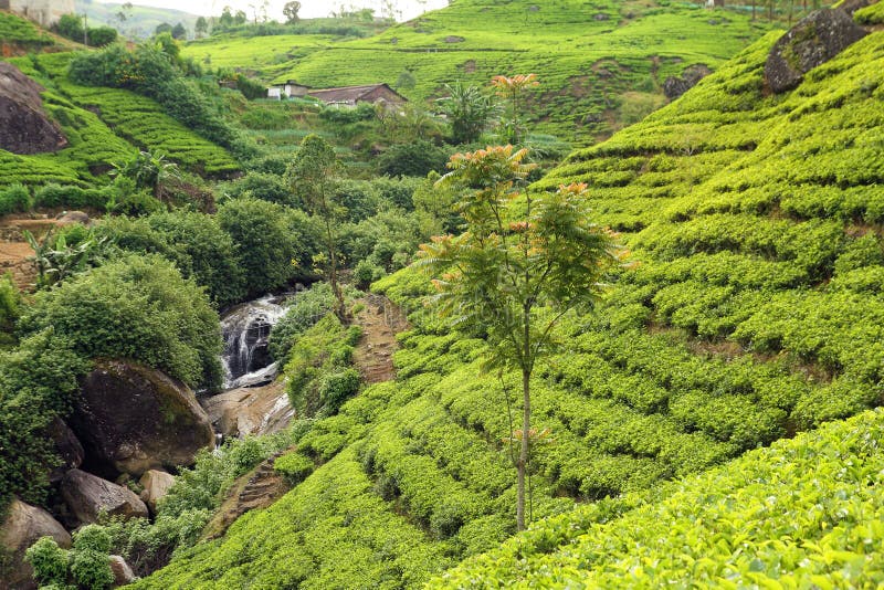 Tea Plantation with Waterfall Stock Photo - Image of assam, outdoor ...