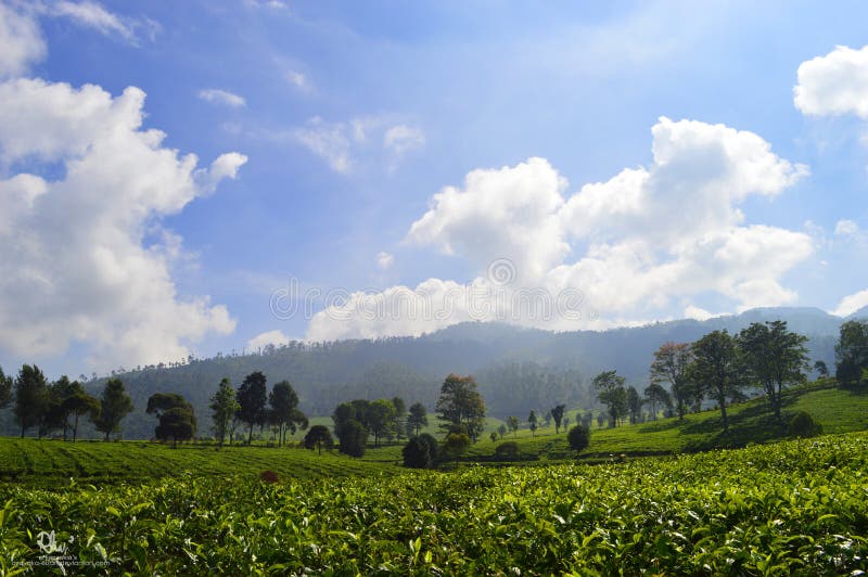Tea Plantation in West Java Indonesia Stock Image - Image of grassland ...