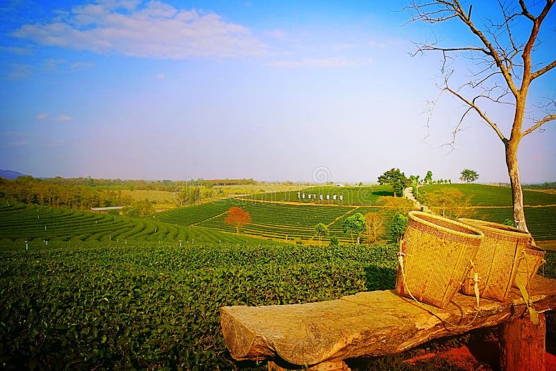 Tea Plantation in the Winter Editorial Stock Photo - Image of wide ...