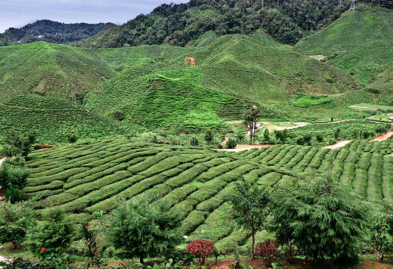 Aerial View of Traditional Chinese Tea Garden, with Blooming Cherry ...