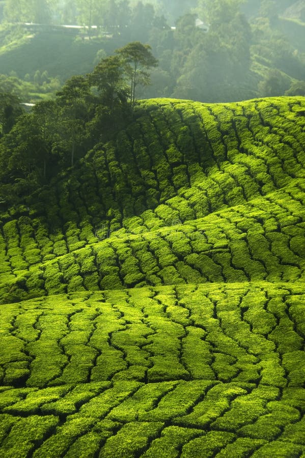 Tea Plantations stock photo. Image of grow, beam, destinations - 13663166