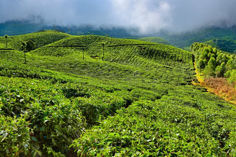 Tea plantations stock photo. Image of highland, natural - 37609422