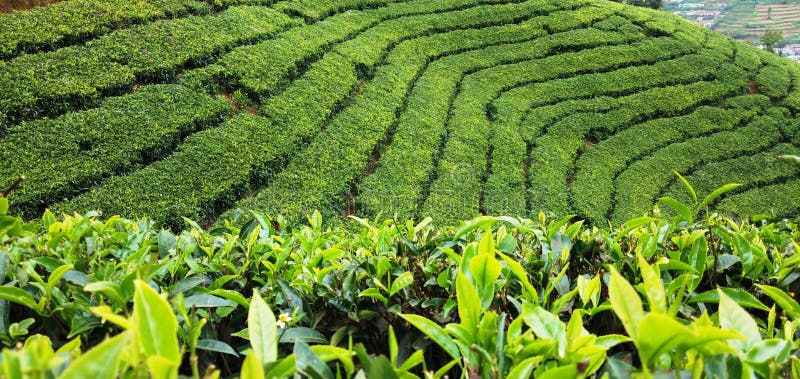 The Tea Plantations are Exquisite and Finding Oneself in the Tea Estate ...