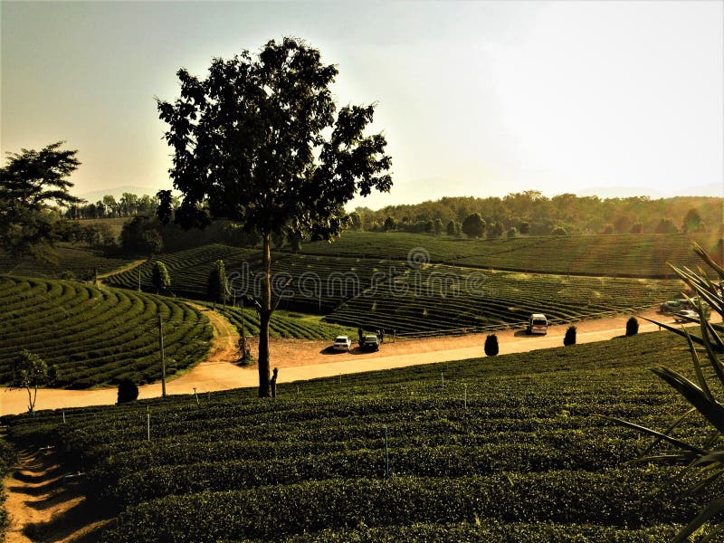Tea Plantations.green Landscape Background Stock Image - Image of ...