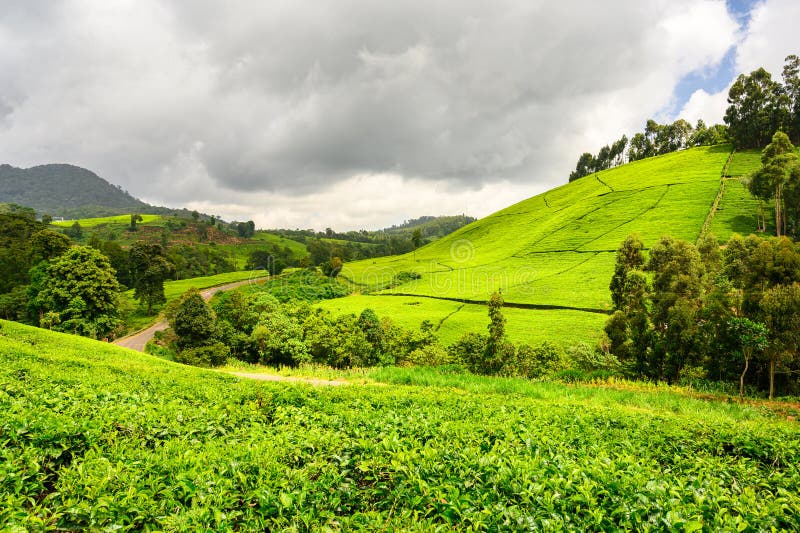 Tea Plantations on Hills of Kenya Stock Image - Image of crop, origin ...