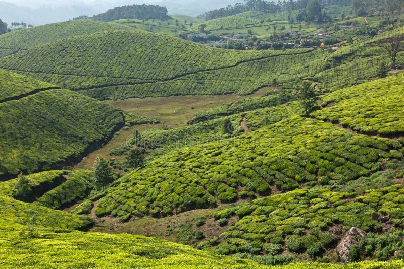 Tea plantations in India stock photo. Image of plant - 17068138