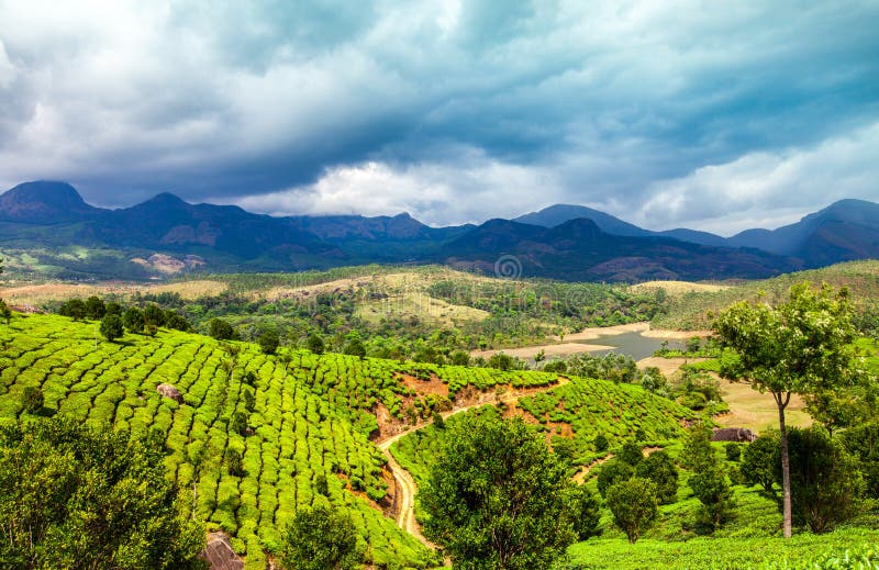 Tea plantations in India stock photo. Image of indian - 29553864