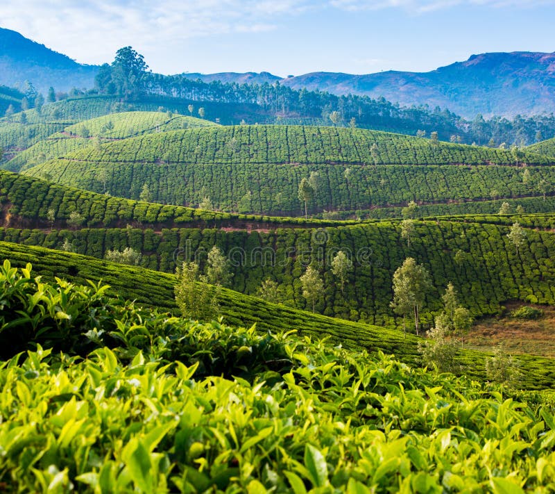 Tea plantations in India stock image. Image of field - 29554679